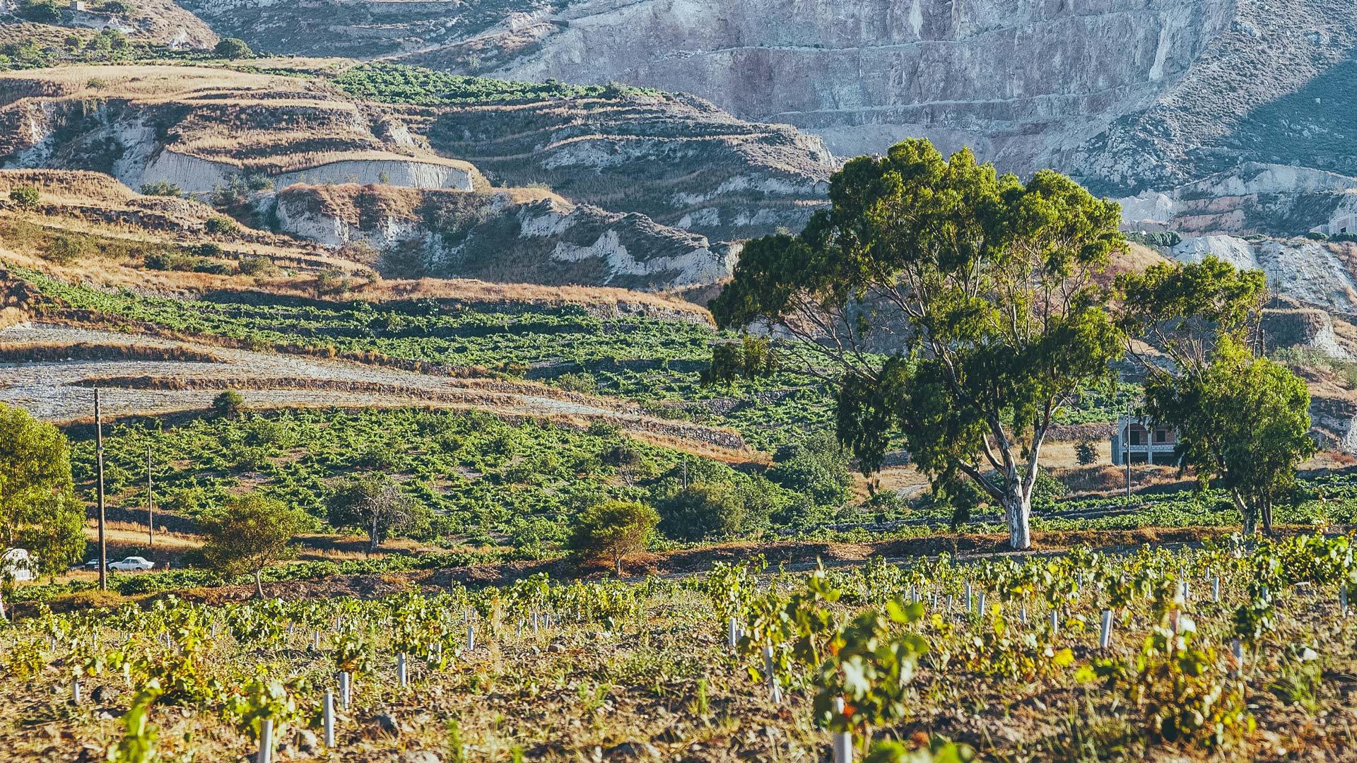 Enjoy a vineyard and wine tour of Santorini | Discover Greece