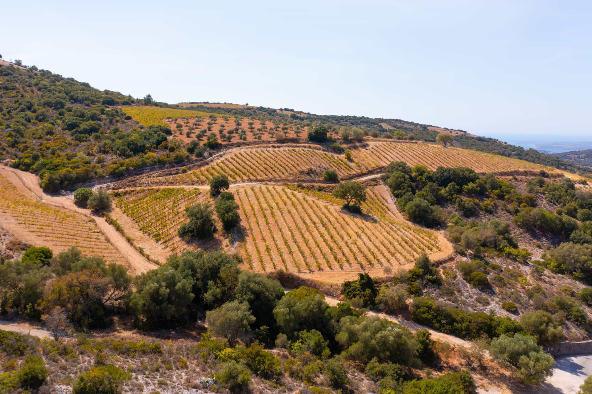 Enjoy a vineyard and wine tour of Kefalonia| Discover Greece