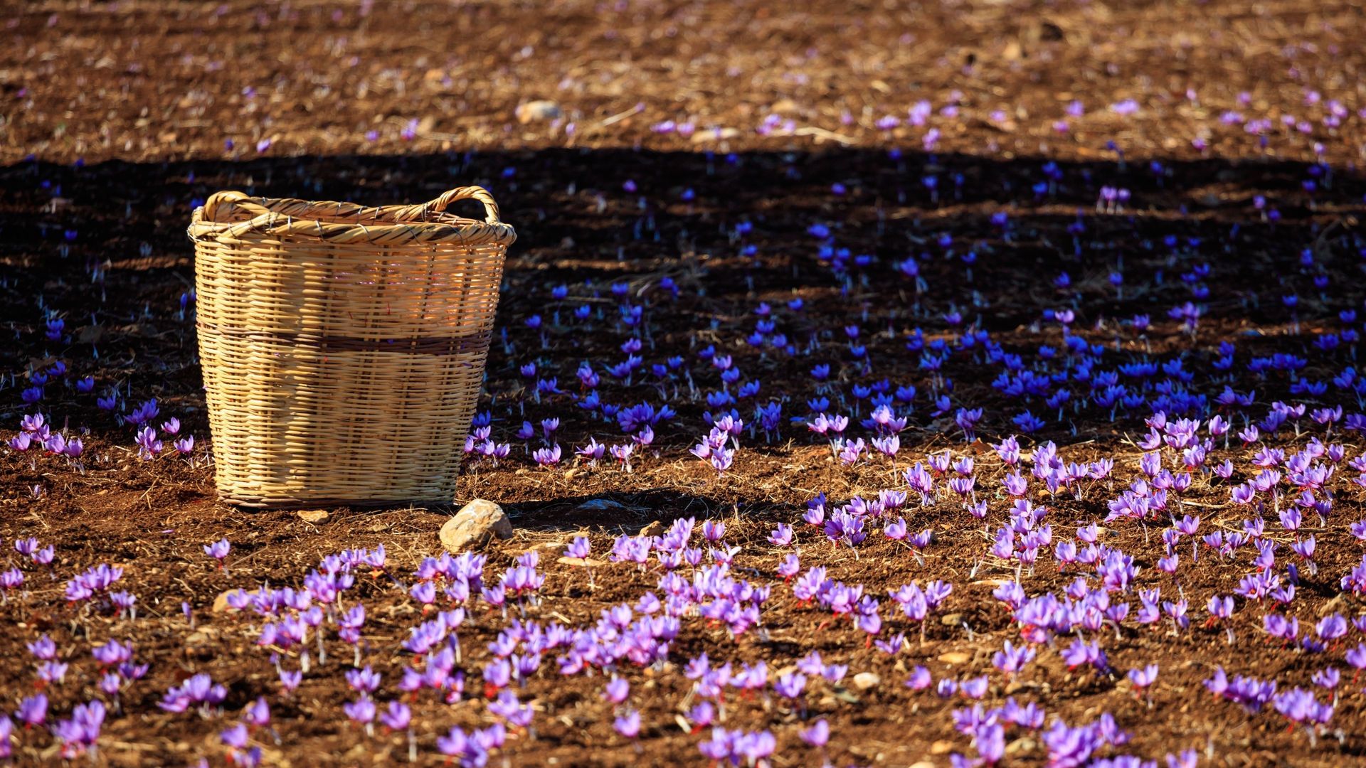 Kozani | Holidays in Macedonia | Discover Greece