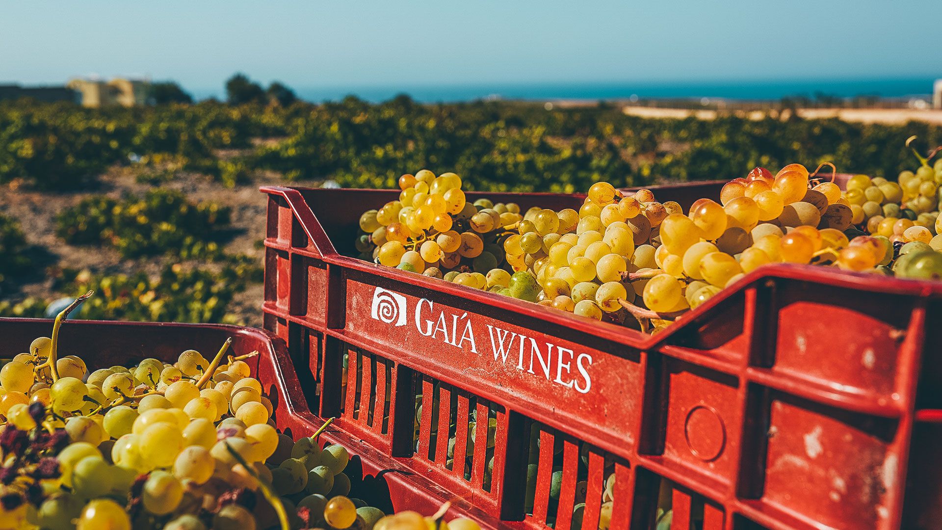 Enjoy a vineyard and wine tour of Santorini | Discover Greece
