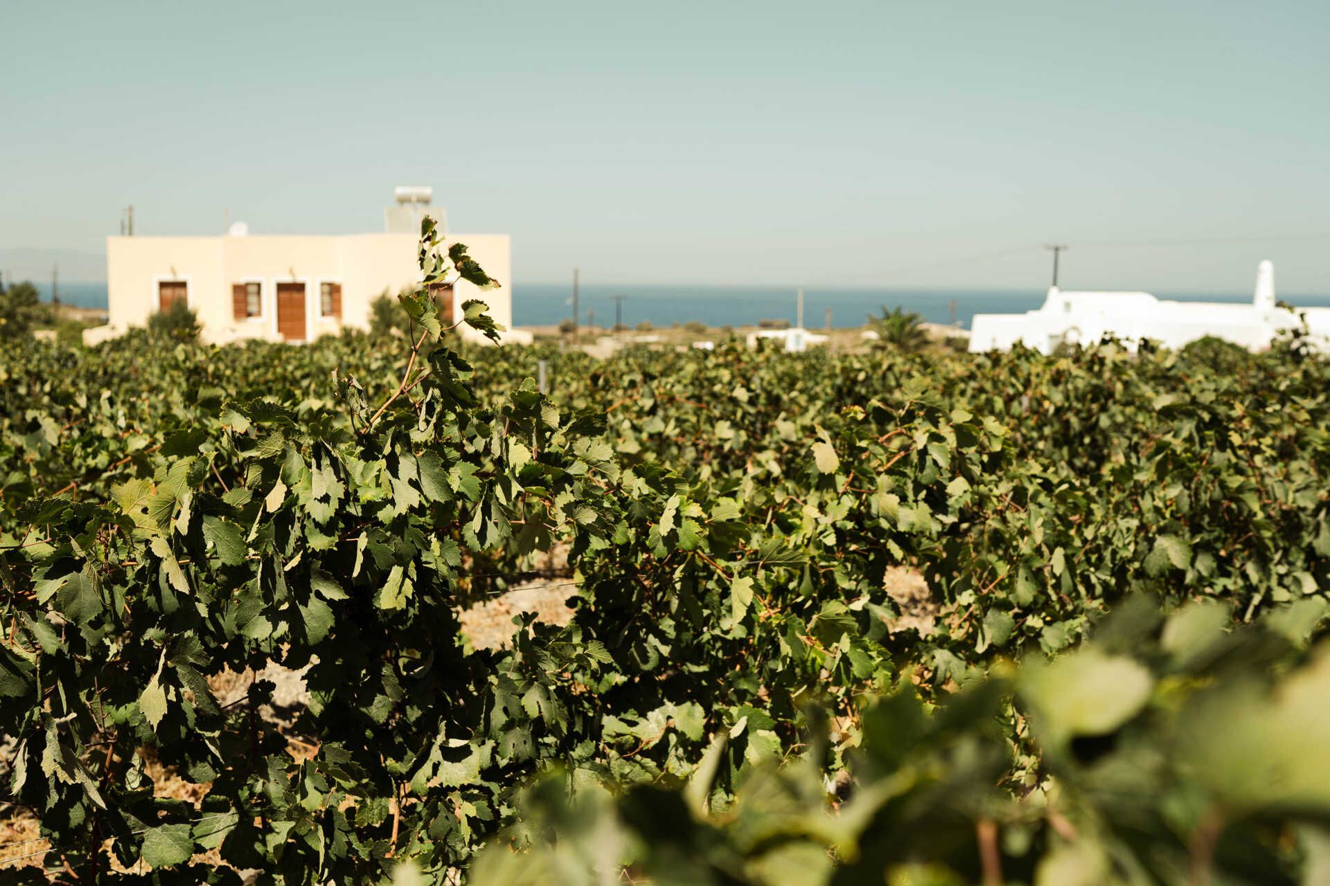Enjoy a vineyard and wine tour of Santorini | Discover Greece