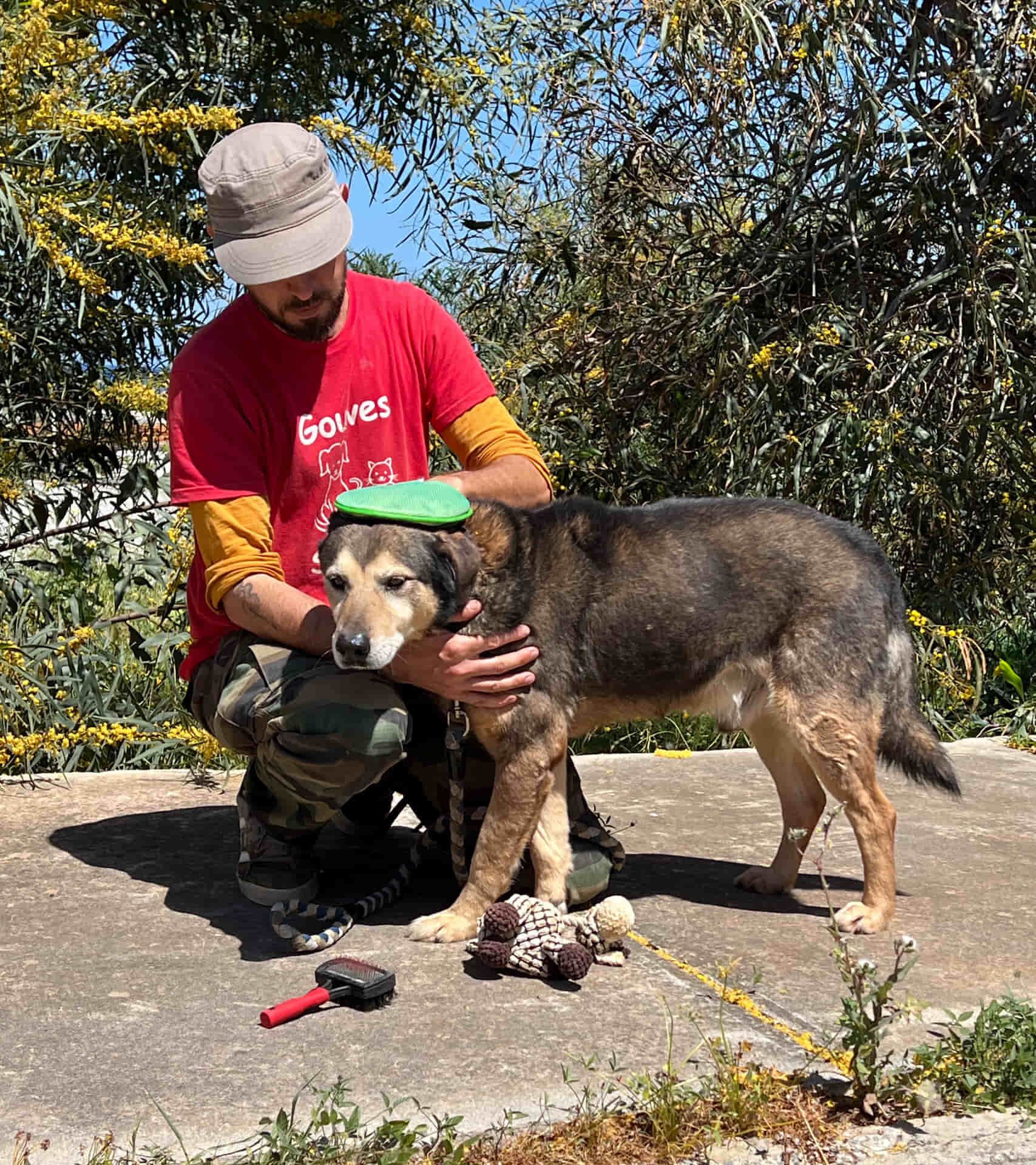Volunteering at the Gouves Animal Shelter in Crete | Discover Greece