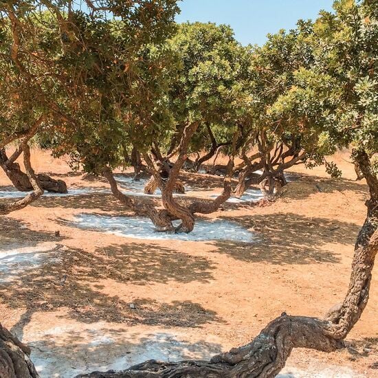 Exploring the mastic traditions of Chios | Discover Greece